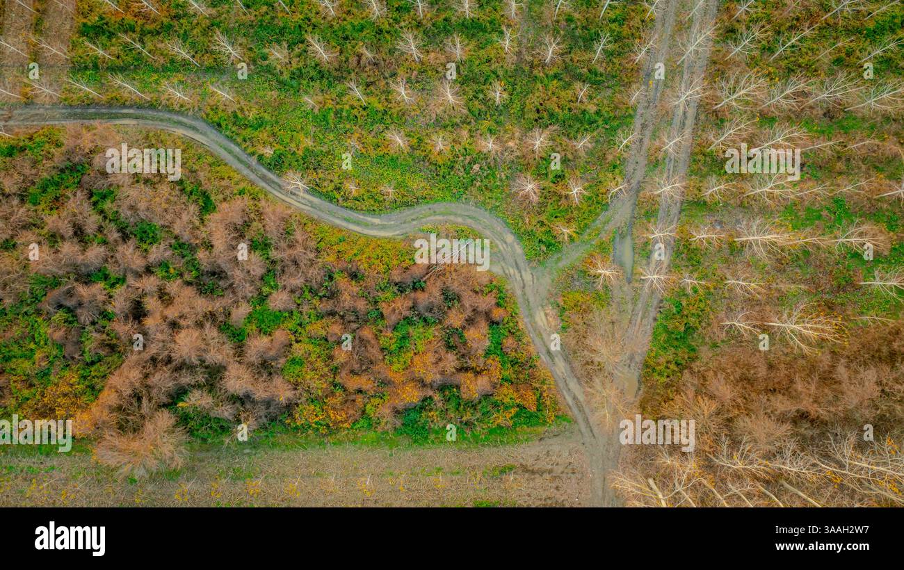 Above top view, curvy, winding muddy ground road passes through rows of ...
