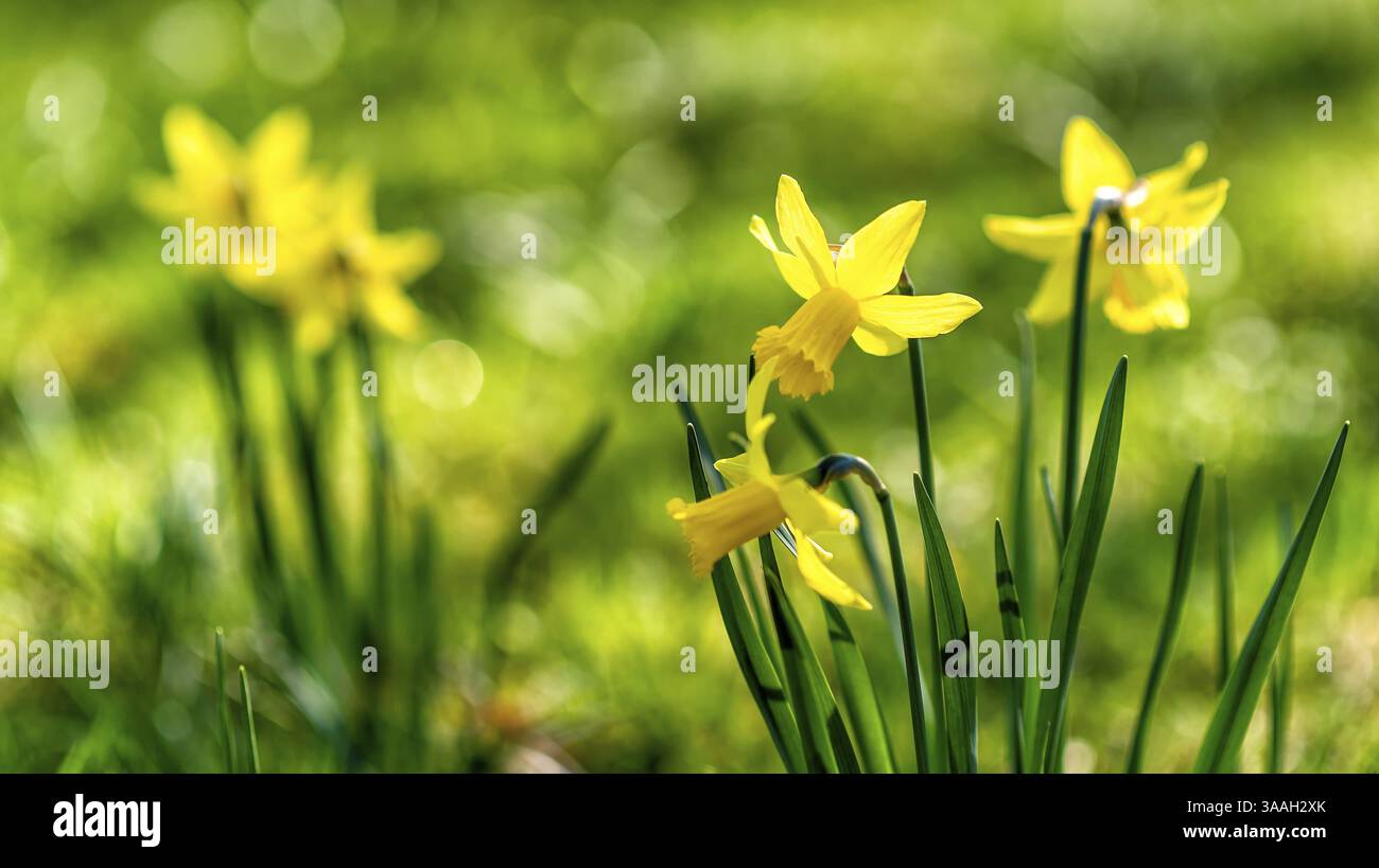 Common daffodils in full bloom in spring Stock Photo - Alamy
