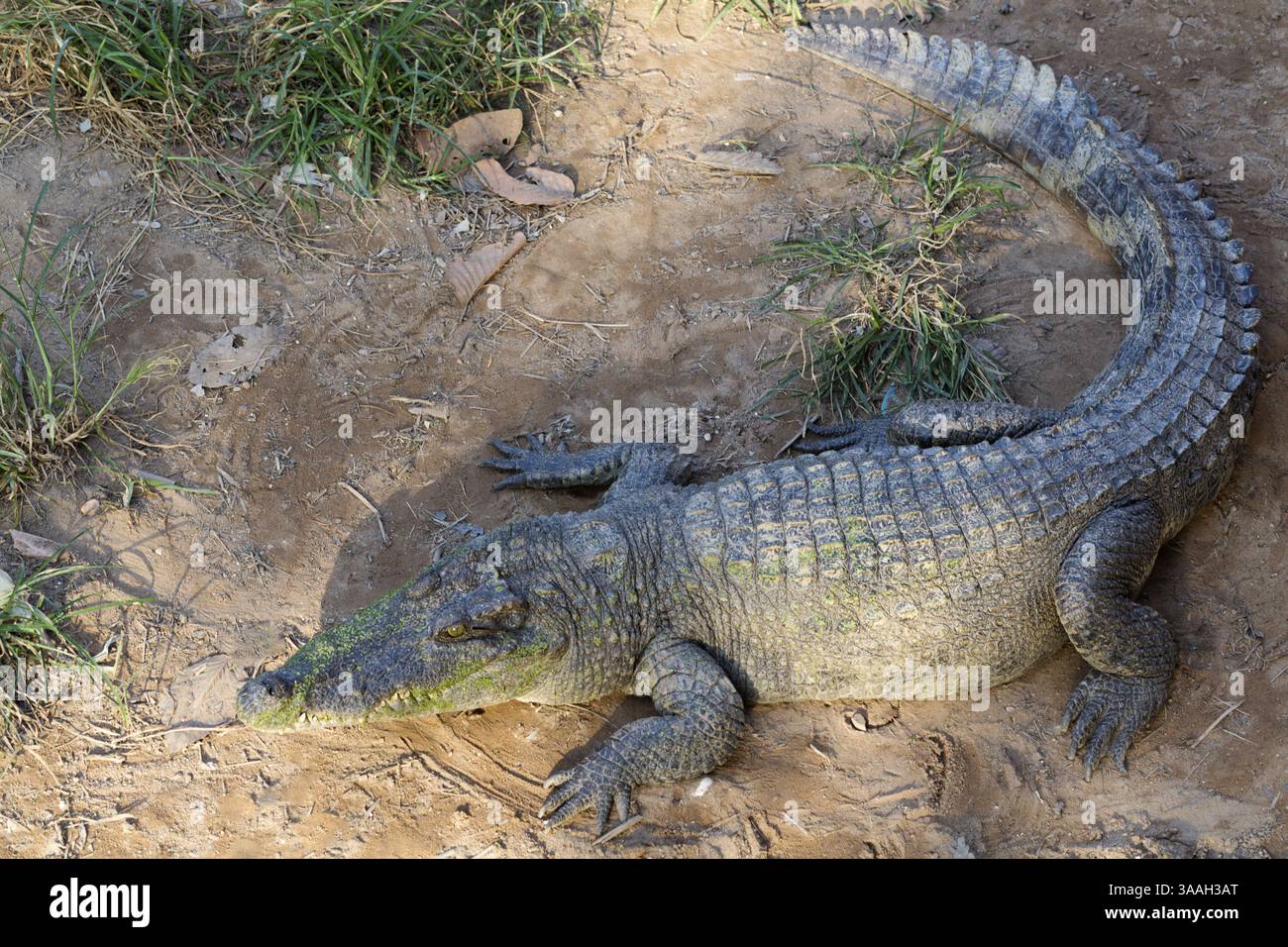 Gators on sand hi-res stock photography and images - Alamy
