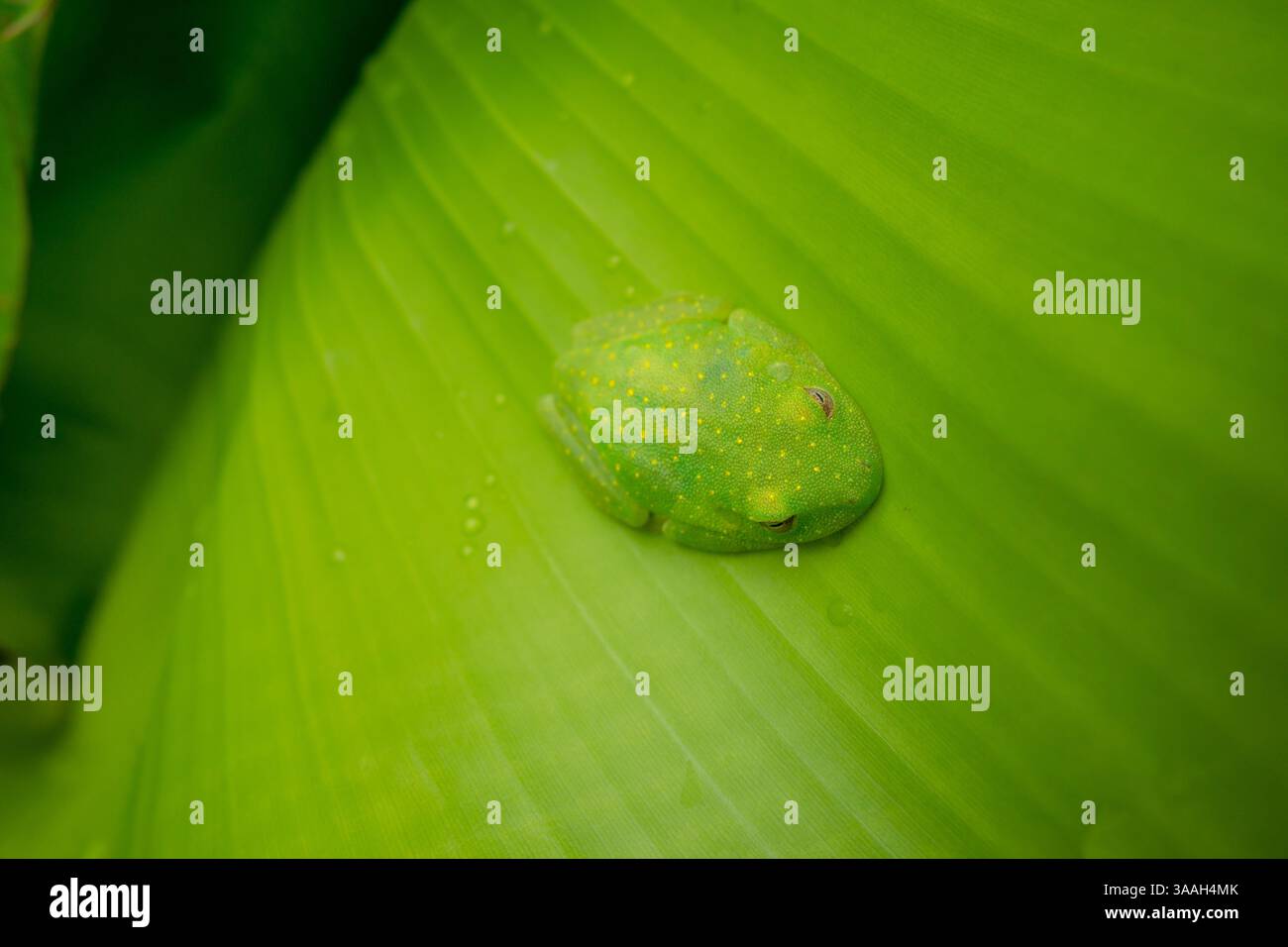 A bright green centrolenidae, glass frog with yellow dots rests on a ...