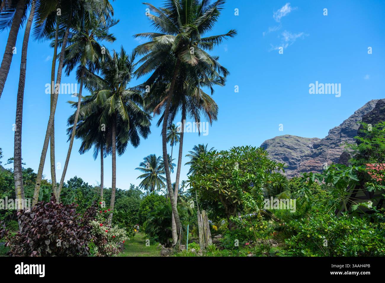 A lush jungle path through Hakaui Valley, Nuku Hiva, Marquesas Islands ...