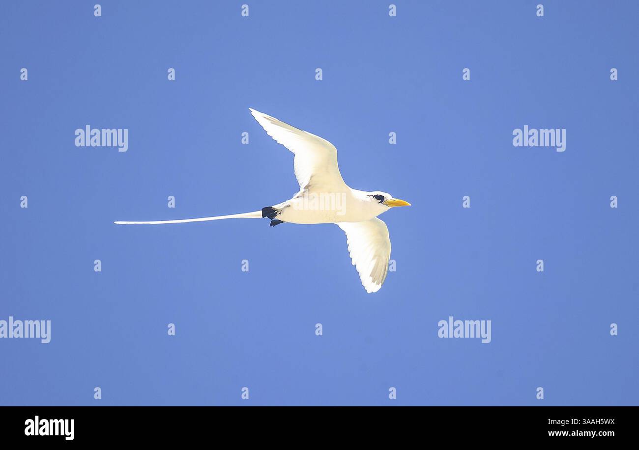White Tailed Tropicbird (Phaethon lepturus) at Cousin Island ...