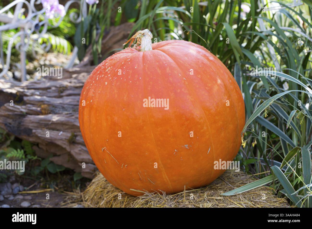 Big orange pumpkins in hi-res stock photography and images - Alamy