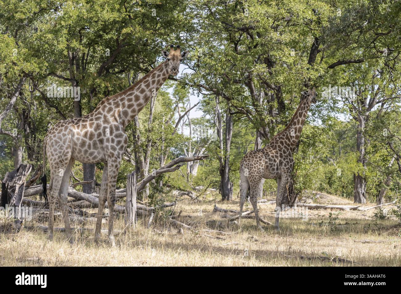 Southern giraffes (Giraffa giraffa) Moremi Game Reserve, Okavango Delta ...