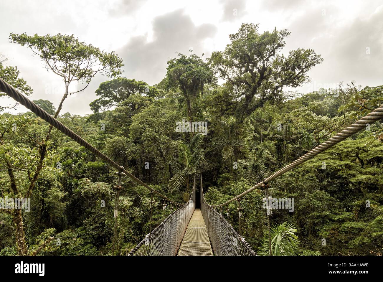 Suspension bridge in the jungle Stock Photo - Alamy