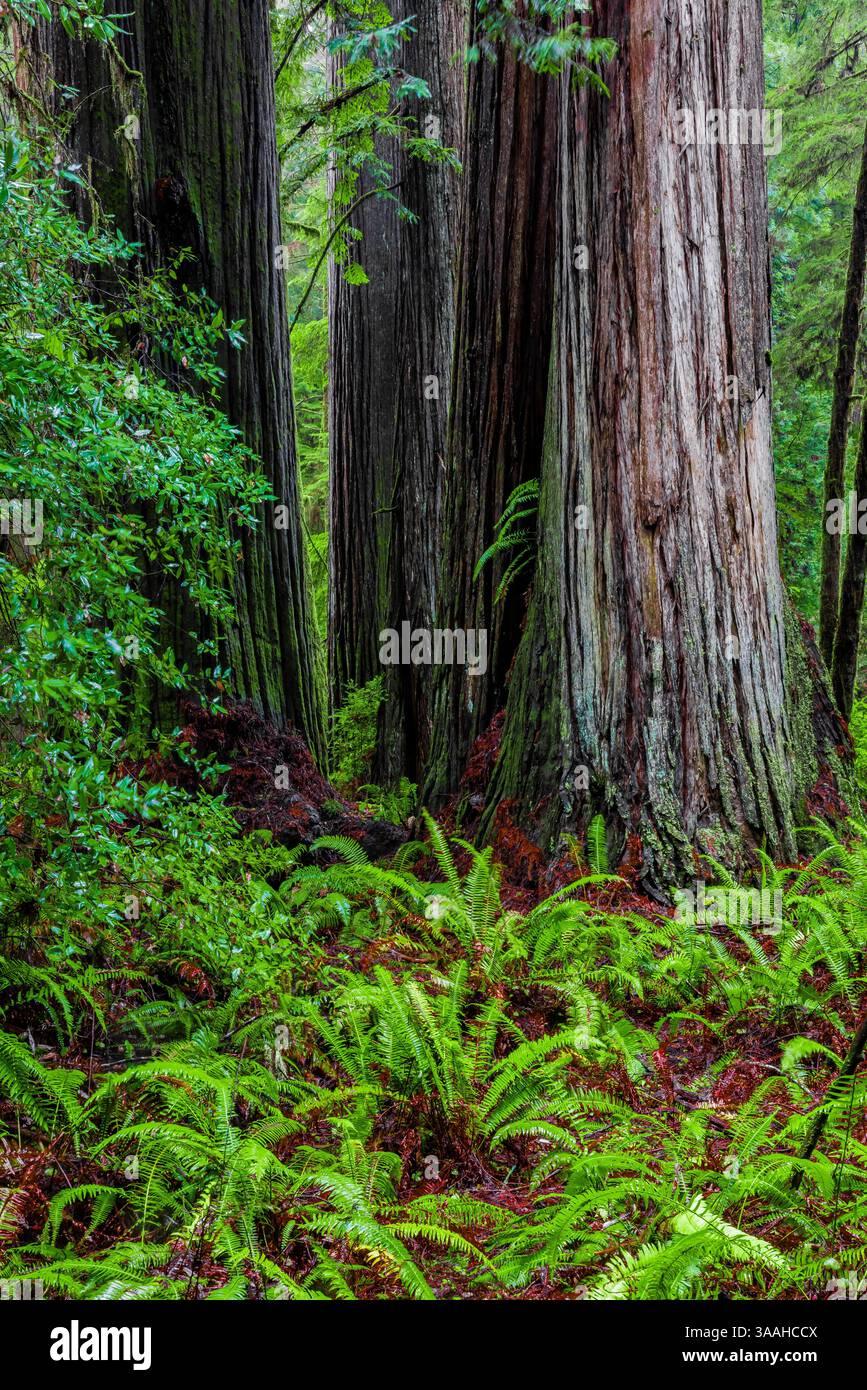 Coast Redwoods, Sequoia sempervirens, along Howland Hill Road in ...