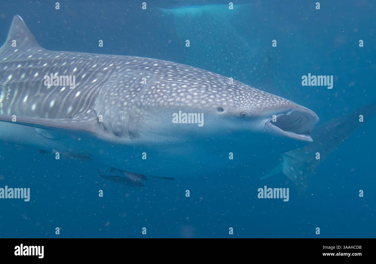 Whale Shark at Cenderwasih Bay, West Papua, Indonesia Stock Photo - Alamy