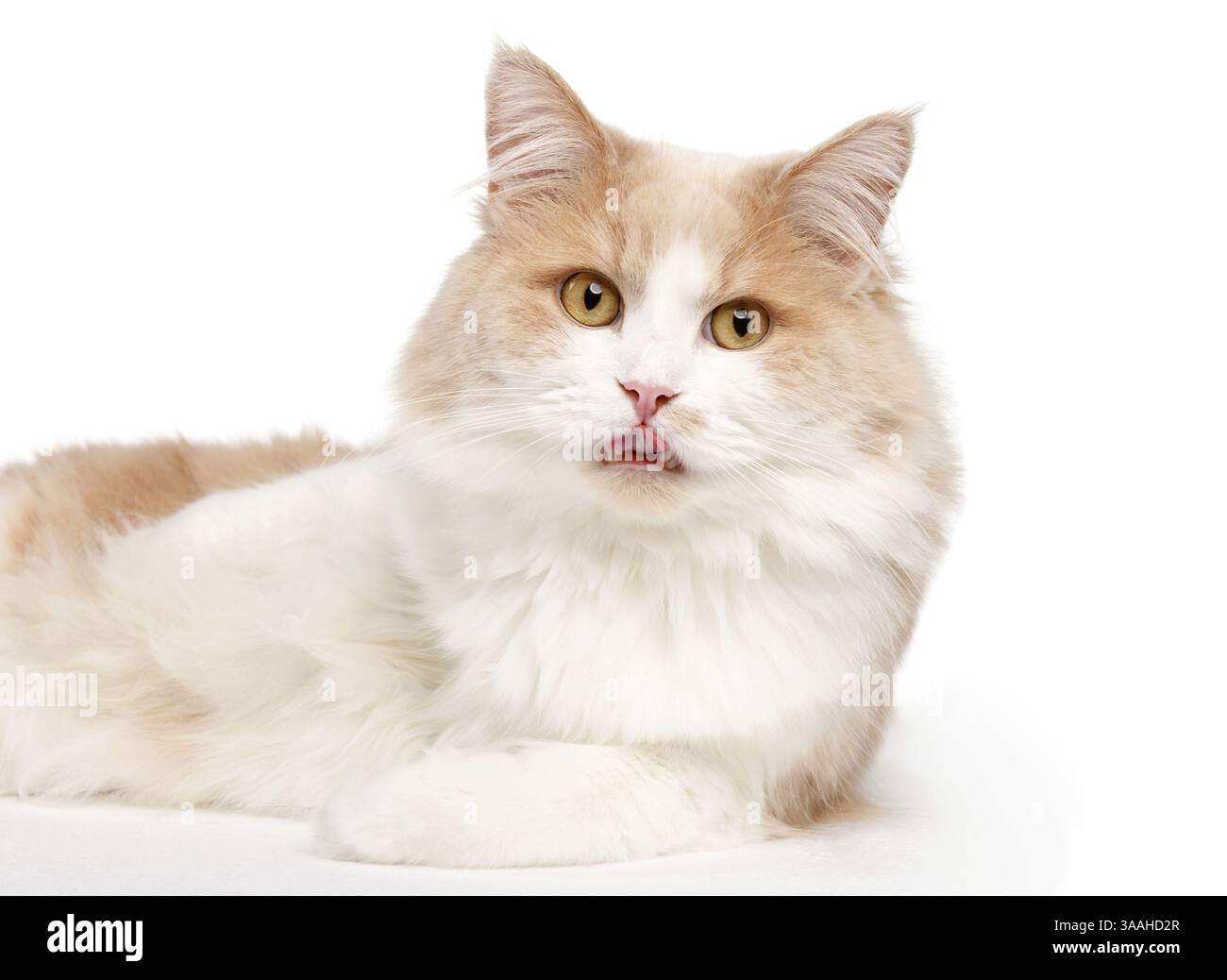 Ginger White Cat isolated over white background. Animal portrait Stock ...