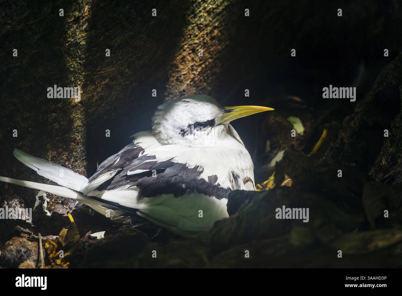 White Tailed Tropicbird (Phaethon lepturus) at Cousin Island ...