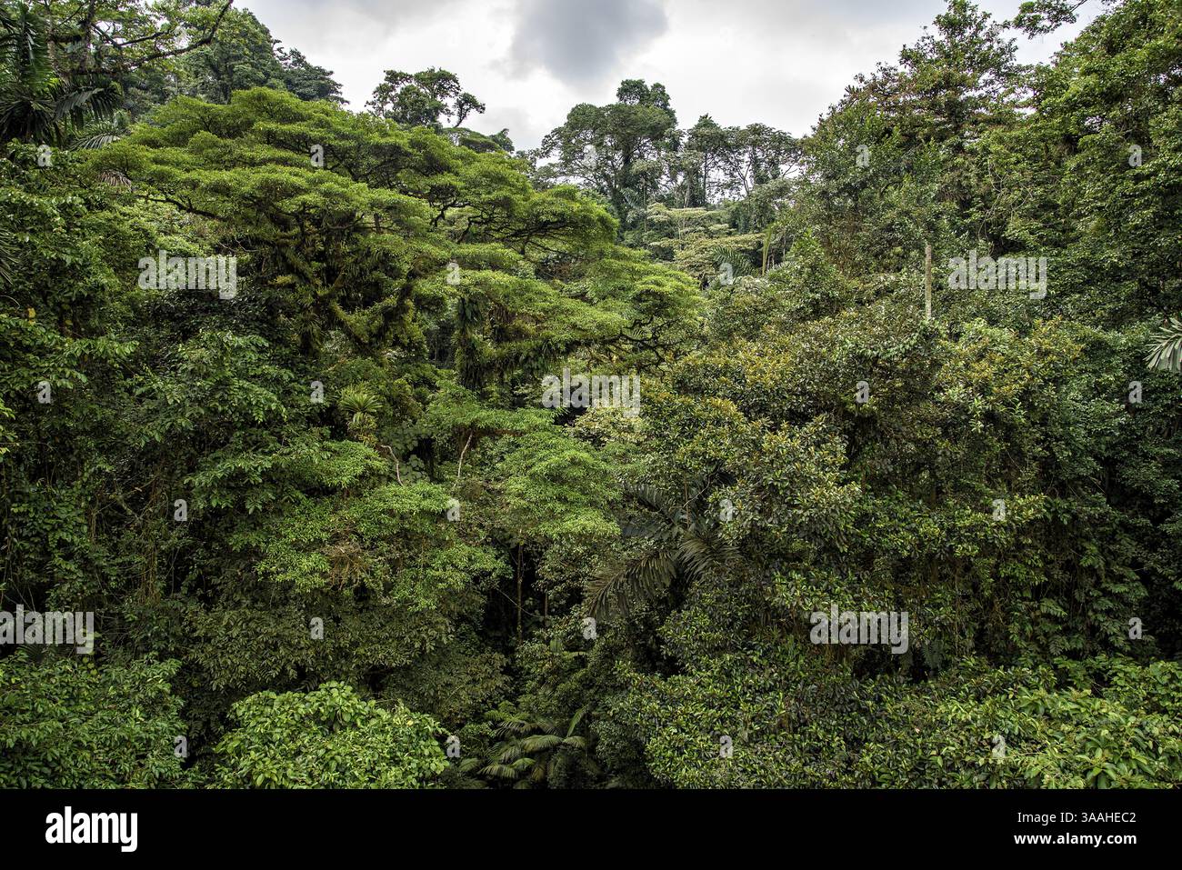 Central american forests hi-res stock photography and images - Alamy