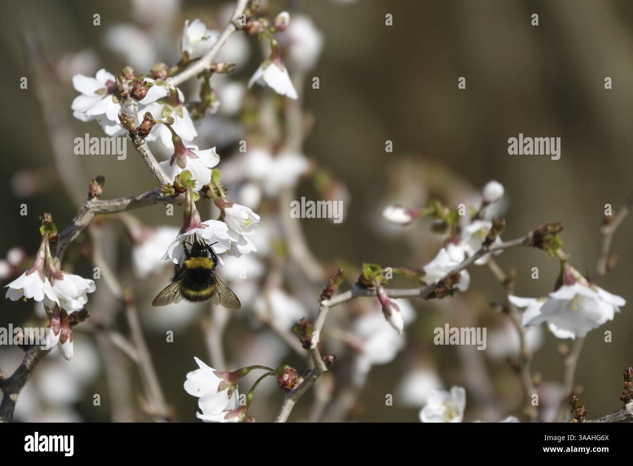 Bumblebee on cherry trees blossoms hi-res stock photography and images ...