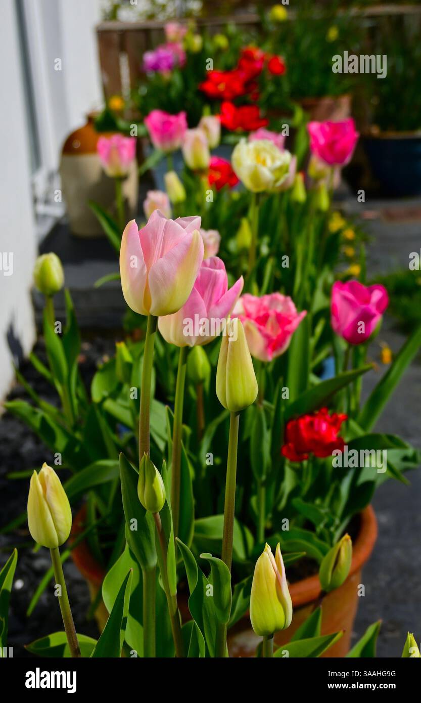 Beautiful coloured Tulips in containers with blue or white background ...