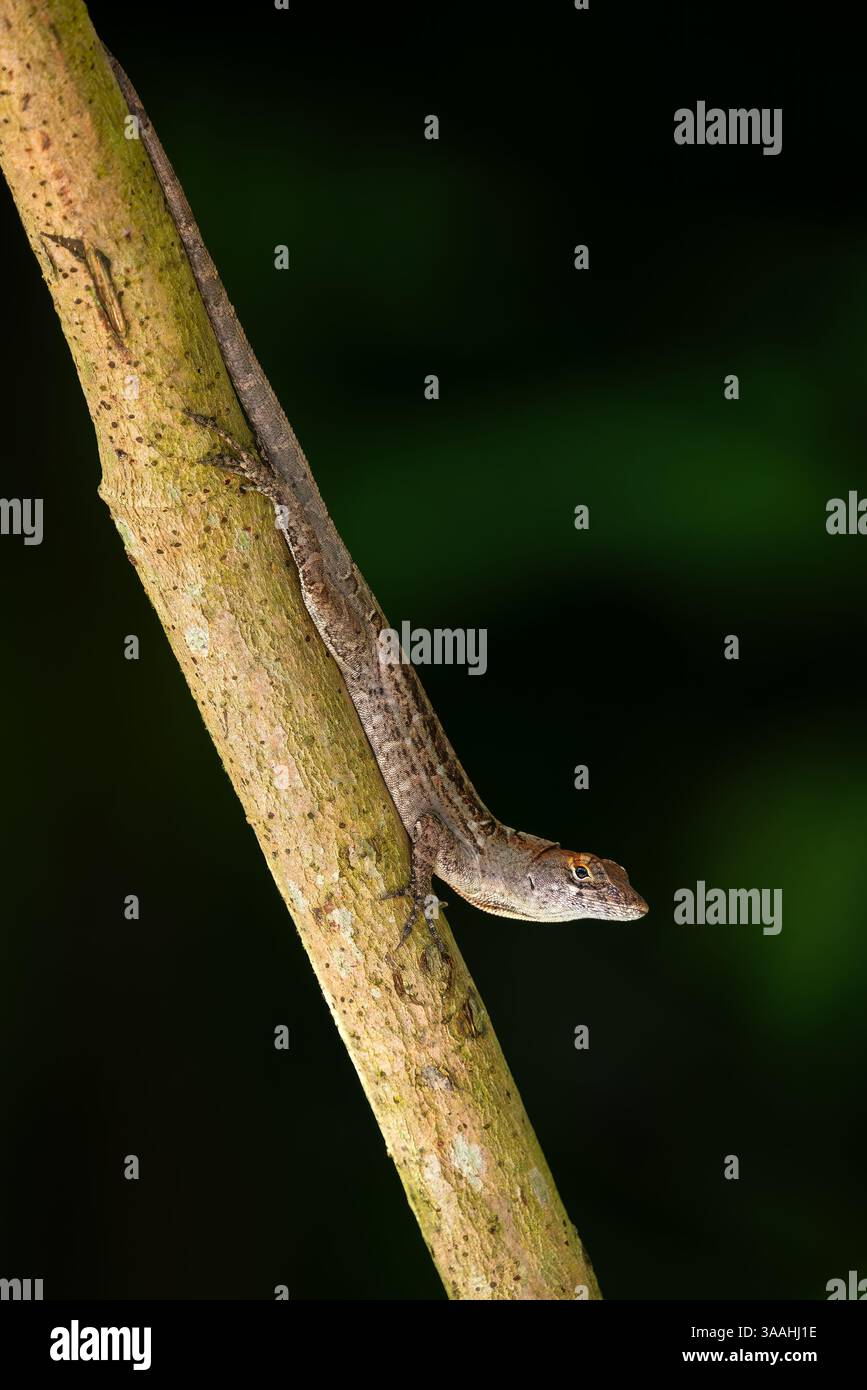 Brown Anole - Anolis sagrei, beautiful common invasive lizard from world wide tropical forests ...