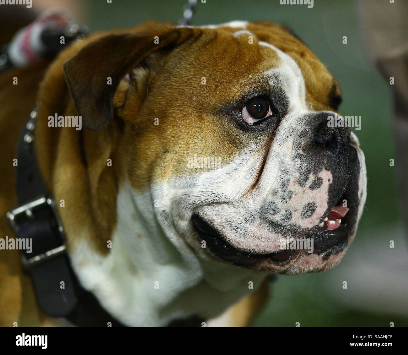 Faurot field at memorial stadium hi-res stock photography and images ...