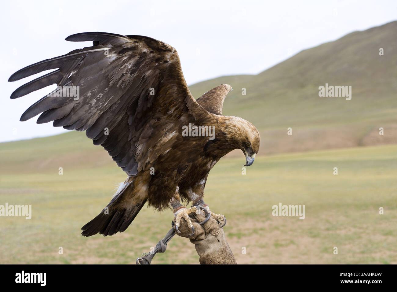 Chained golden eagle with spread wings on gauntlet Stock Photo - Alamy