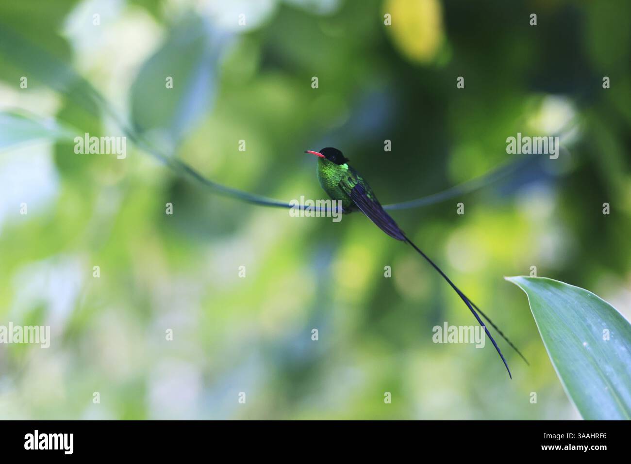 A Doctor Bird or Pennant-tail (Trochilus polytmus), Hummingbird ...