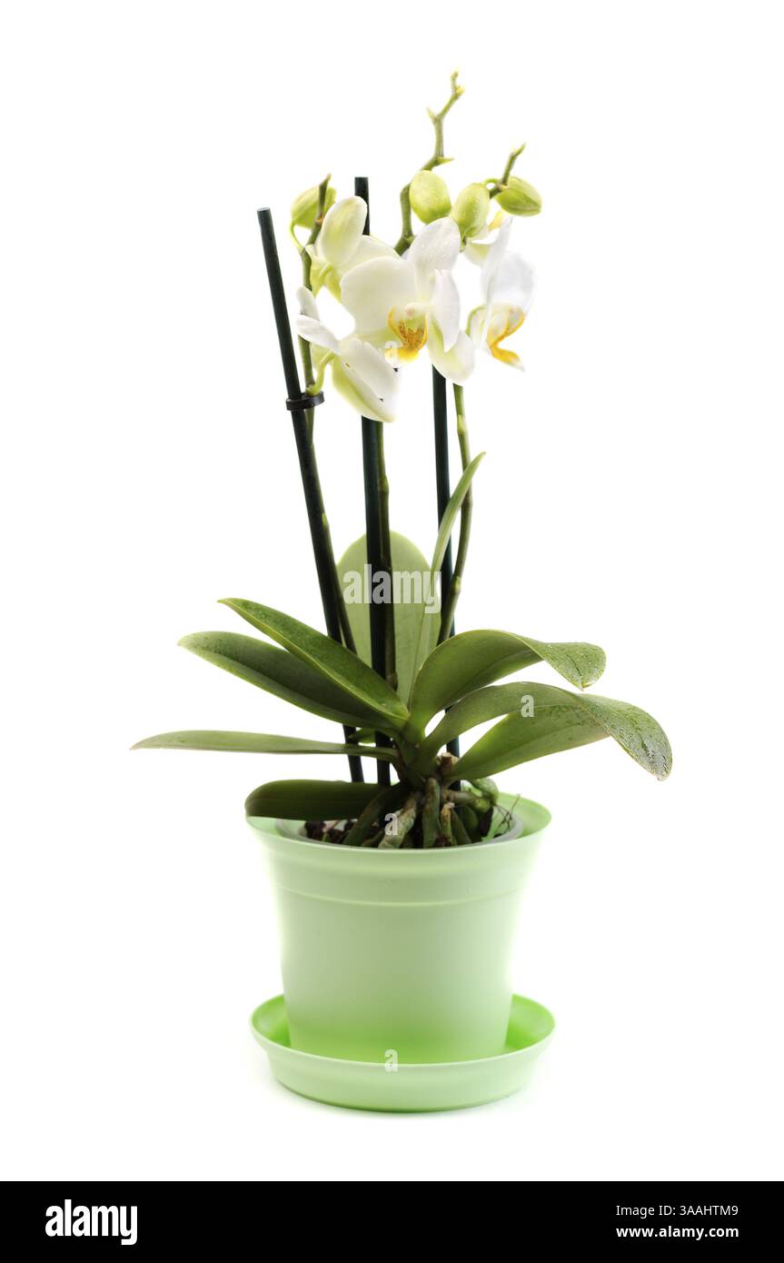 Green tree on lawn in Cut Out Stock Images & Pictures - Alamy