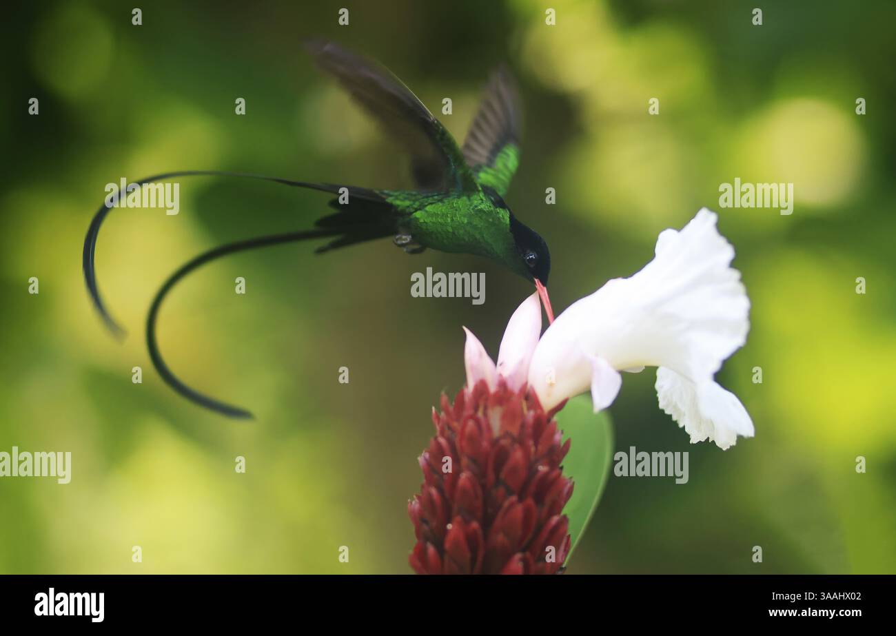 A Doctor Bird or Pennant-tail (Trochilus polytmus), Hummingbird ...