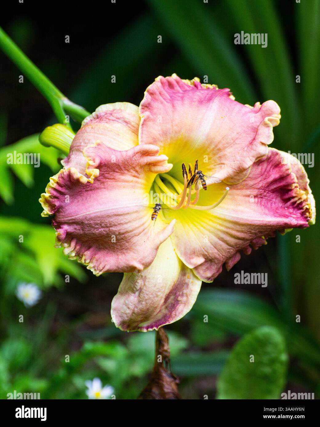 Pick flower hi-res stock photography and images - Alamy