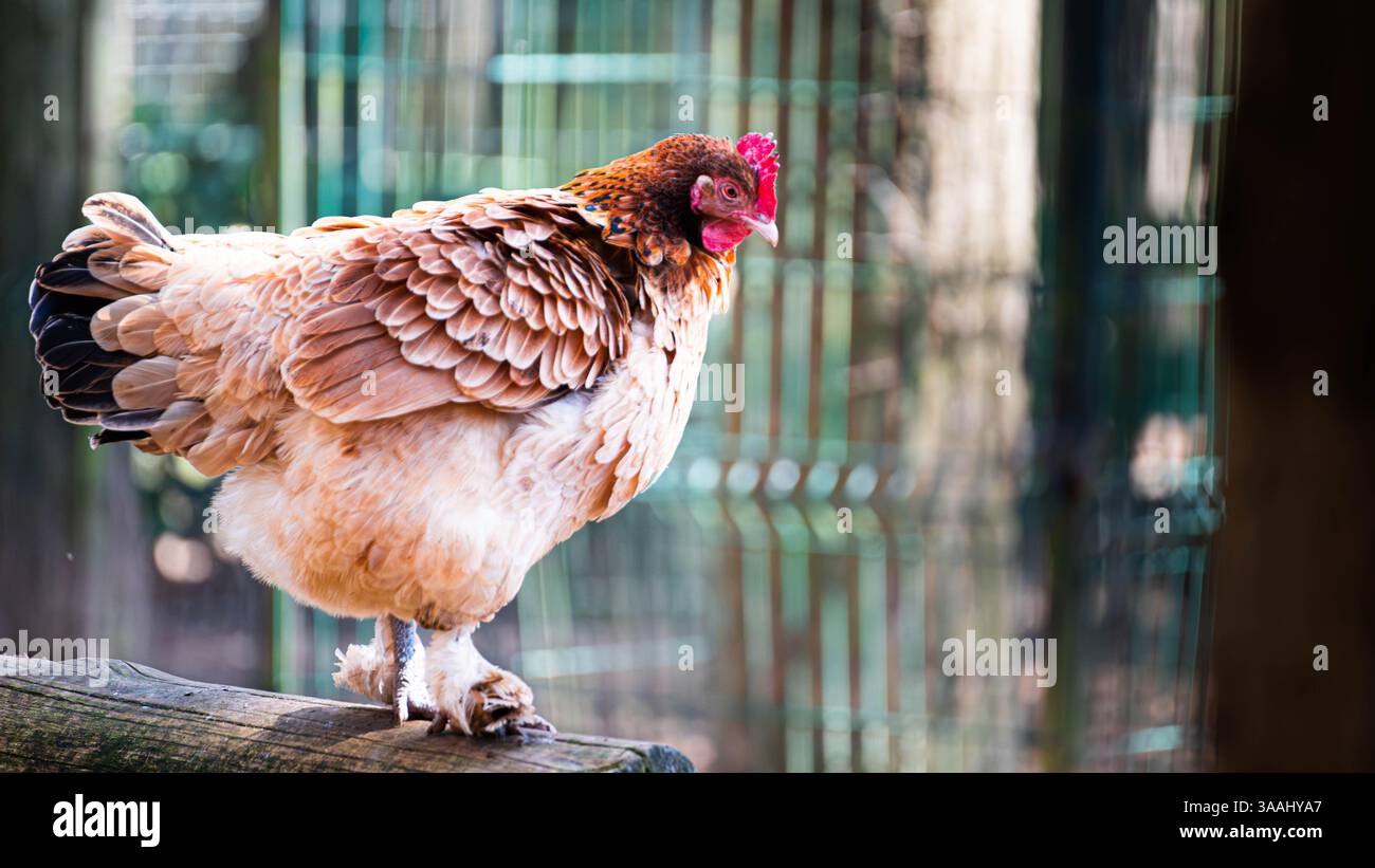 Big chicken inside the cage Stock Photo - Alamy