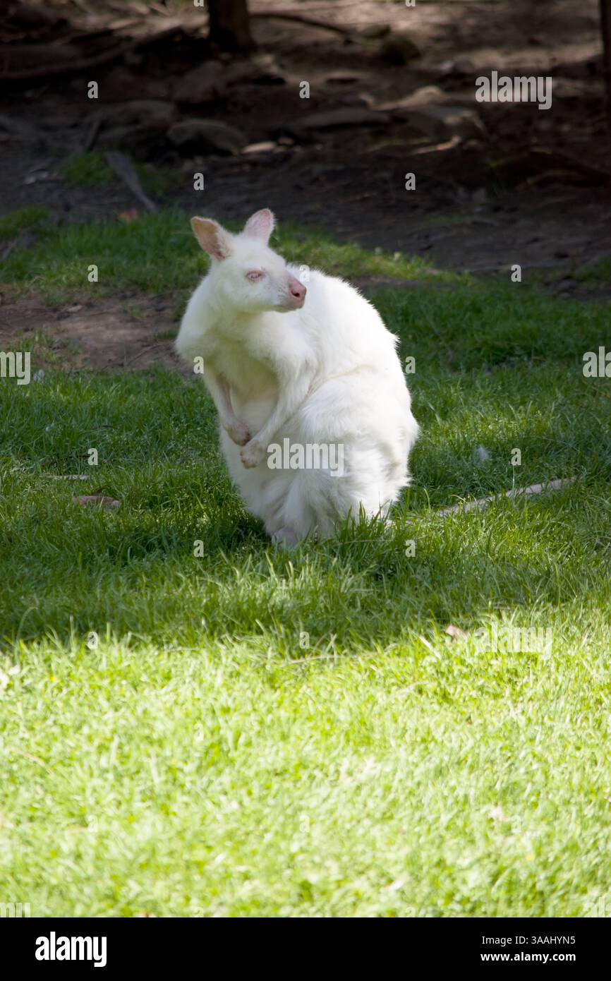 The albino wallaby has a white body with pink ears, nose, eyes and ...