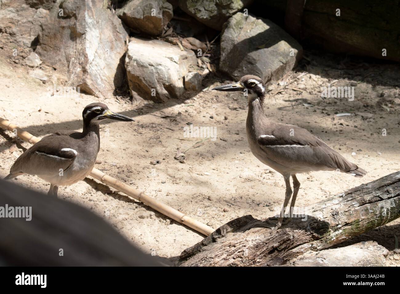 The beach stone curlew is largely grey-brown upperparts with a ...