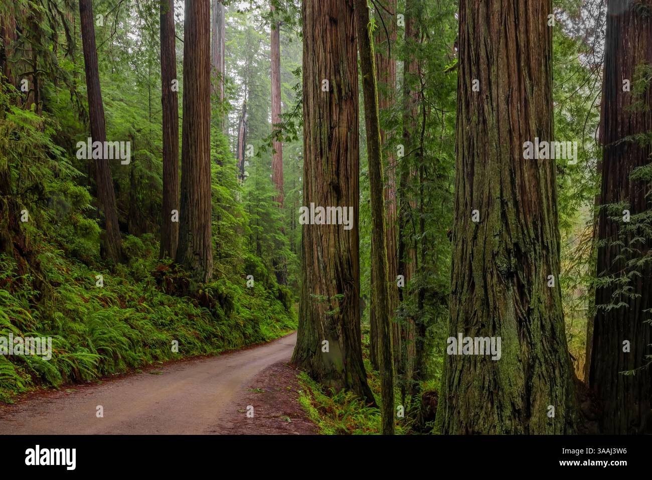 Howland Hill Road winds through the Coast Redwood forest in Jedediah ...