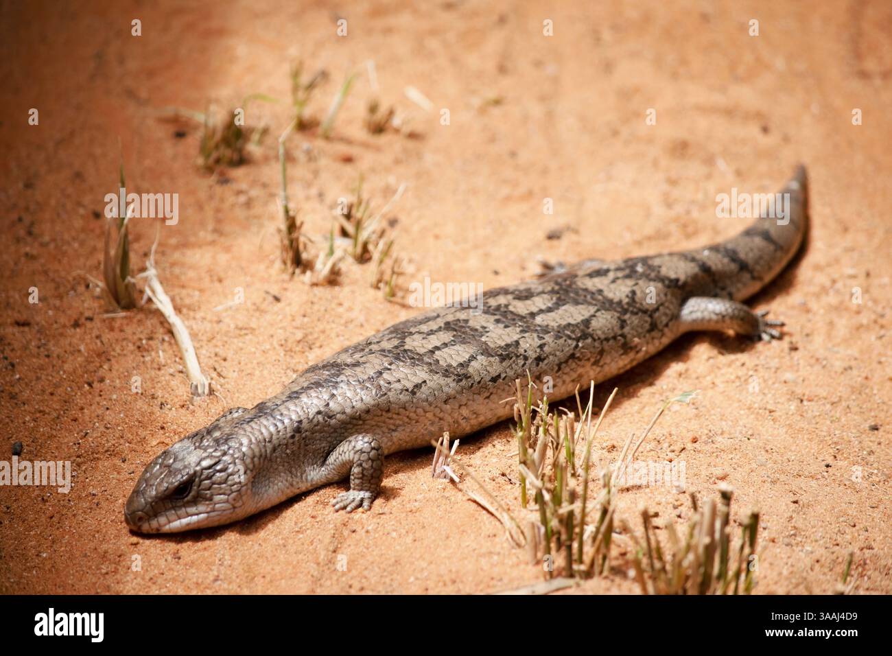 Blue tongued lizards have silvery grey smooth scales, with distinct ...