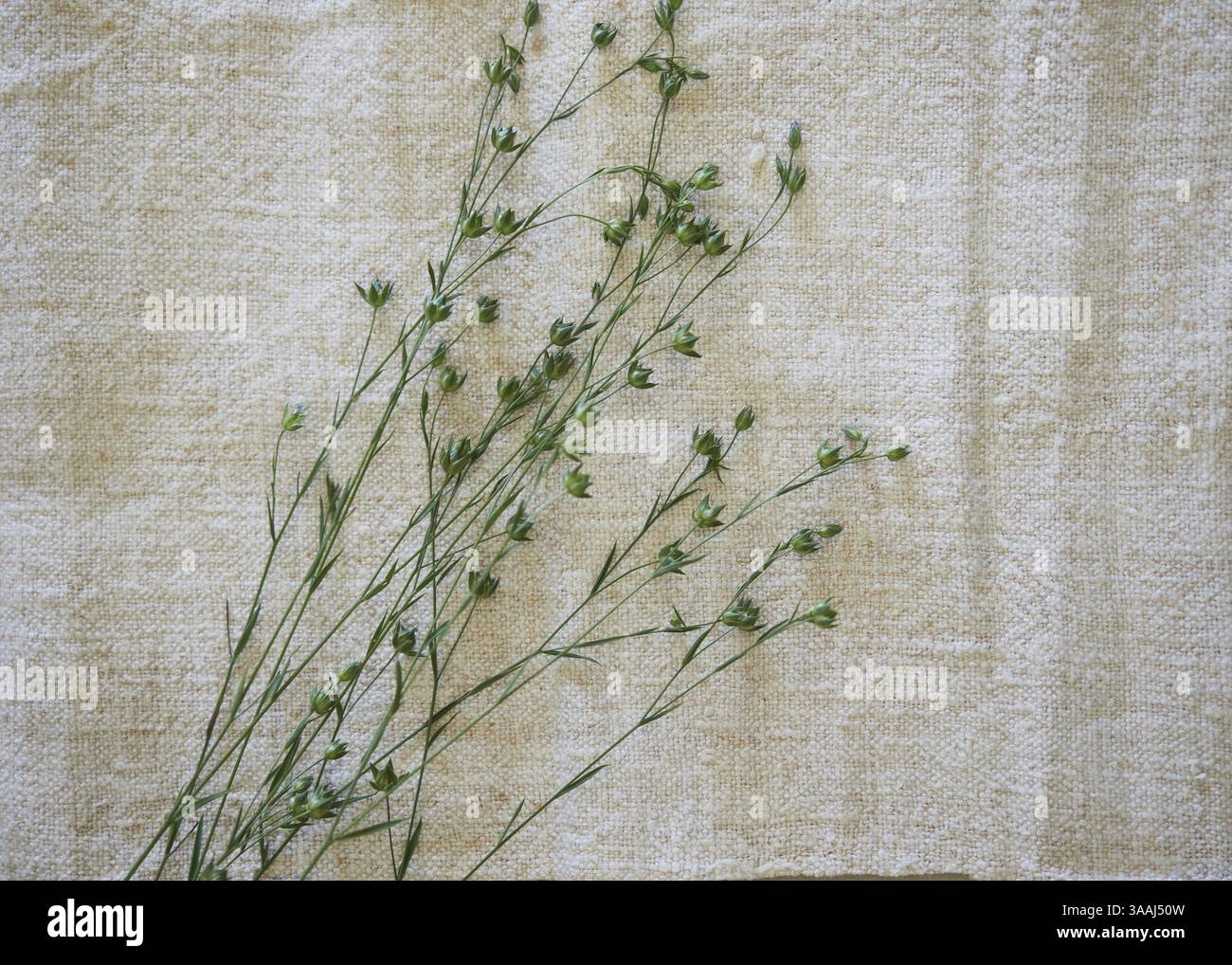 Linen, fabric made of flax. Fresh herringbone of flax plant on natural ...