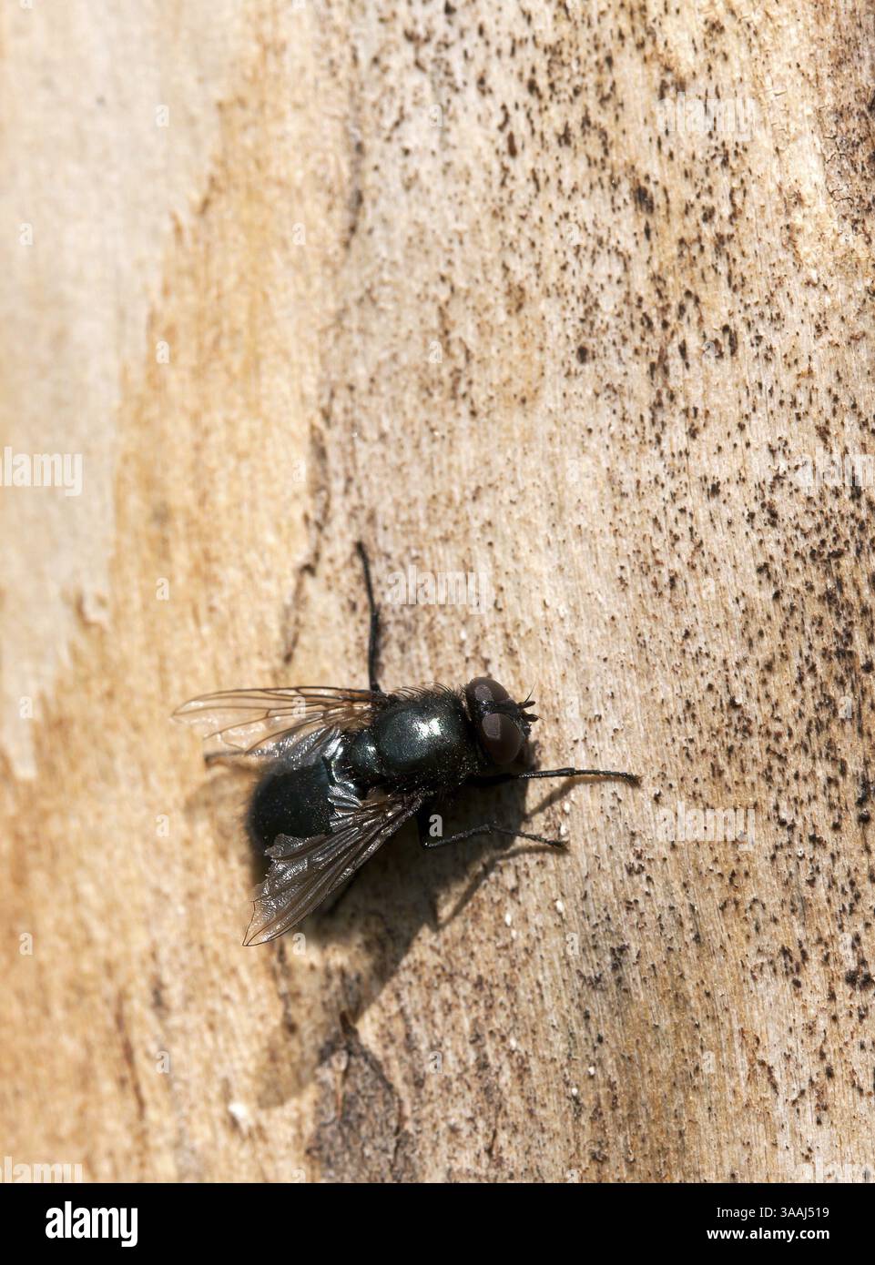 Fly close to the wood surface Stock Photo - Alamy