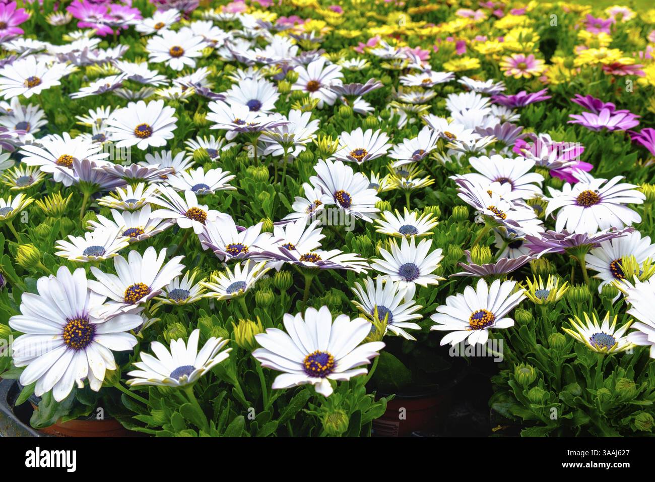 Lush green grasses and white daisies Osteospermum ecklonis Stock Photo ...