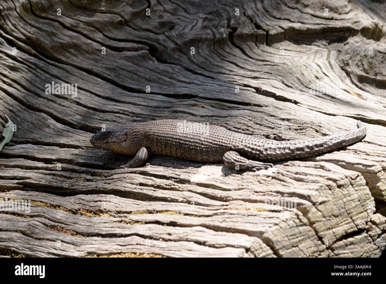 cunningham skinks have a spiny exterior ranging in colour from brown ...