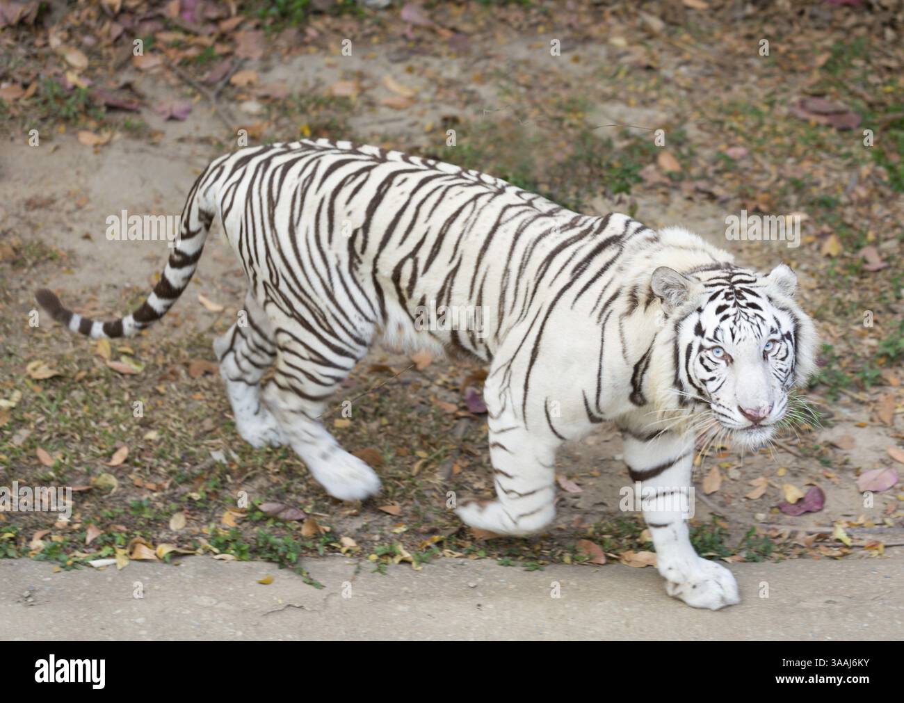 White tiger walking hi-res stock photography and images - Alamy