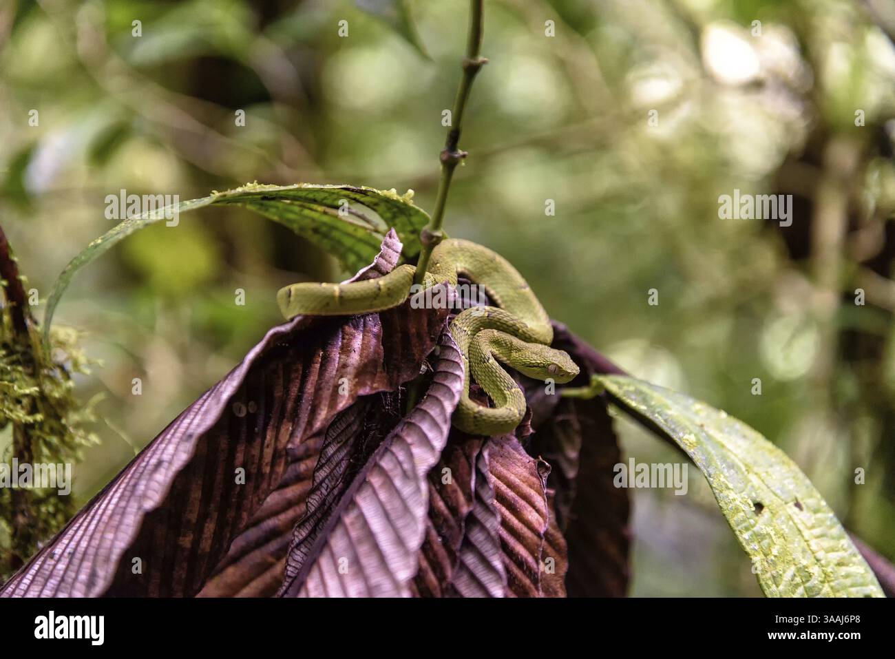 Poisonous pit viper in the jungle of Central America Stock Photo - Alamy