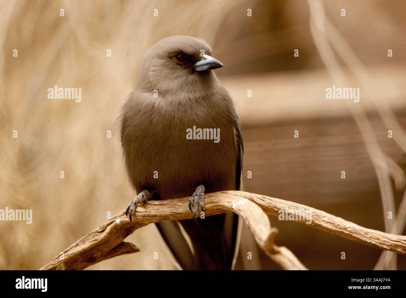 Dark brownish grey plumage hi-res stock photography and images - Alamy