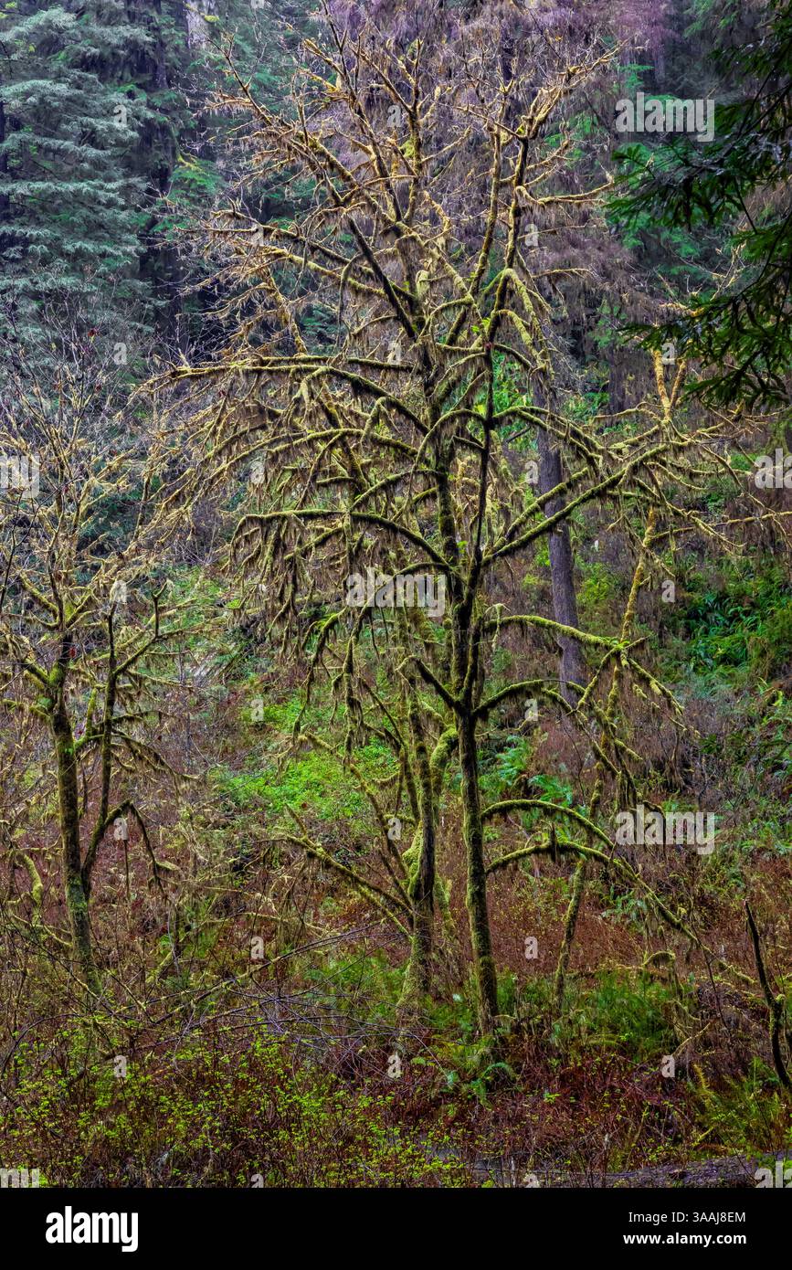 Mossy maple along Howland Hill Road in Jedediah Smith Redwoods State Park, Redwood National and ...