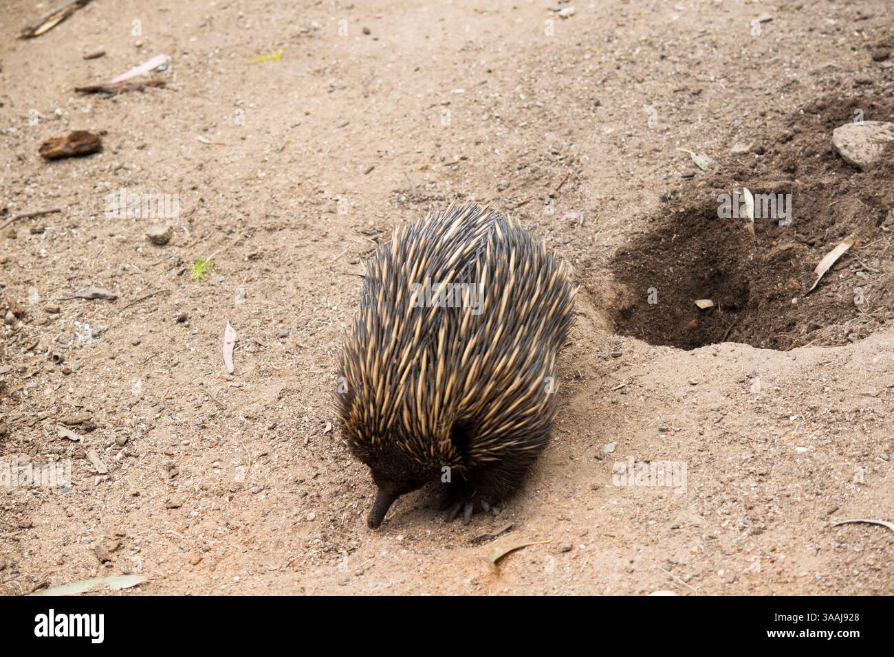 The short nosed echidna has strong-clawed feet and spines on the upper ...