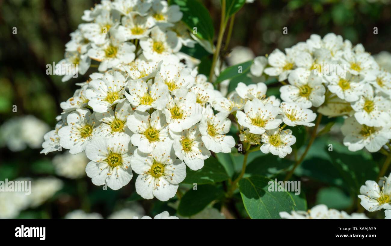 Reeves spirea hi-res stock photography and images - Alamy