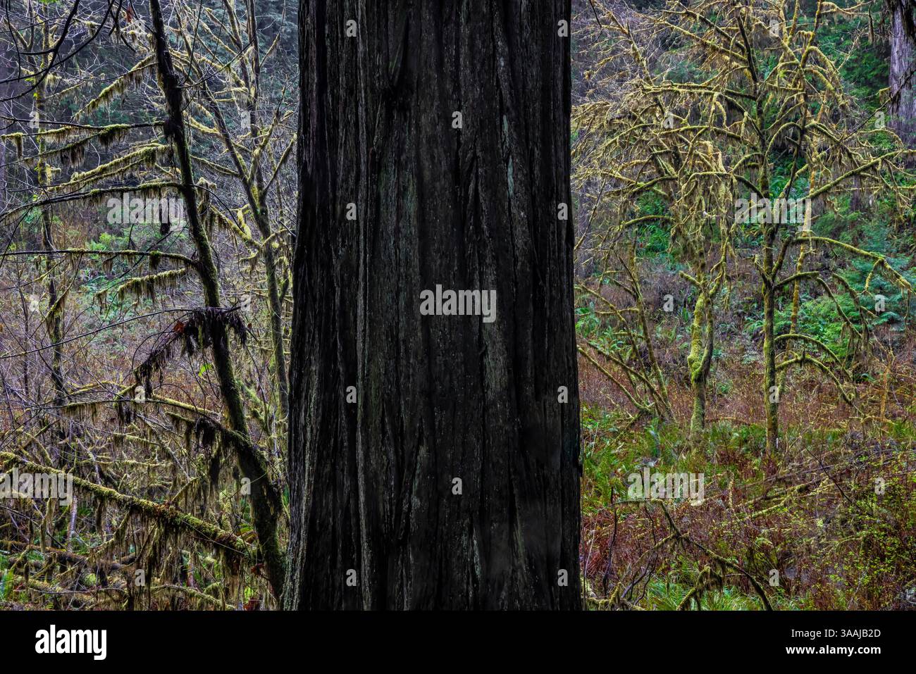 Coast Redwoods, Sequoia sempervirens, along Howland Hill Road in ...