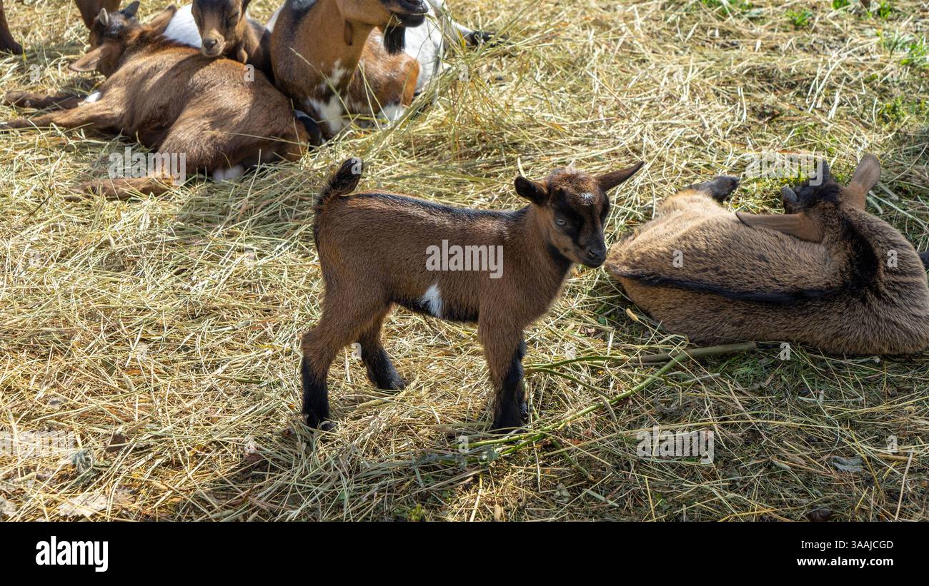 Small brown goat on farm on straw among adult goats. Raising small ...