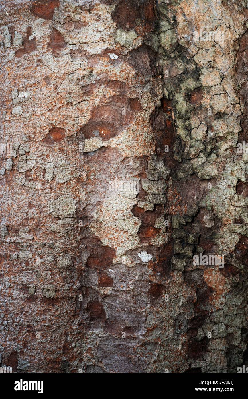 Vertical tree bark texture background Stock Photo - Alamy
