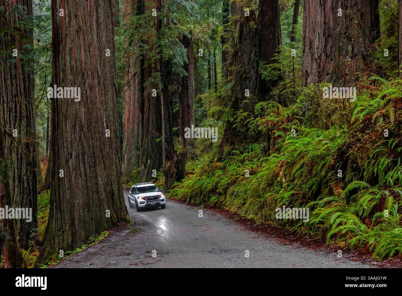 Park ranger vehicle hi-res stock photography and images - Alamy