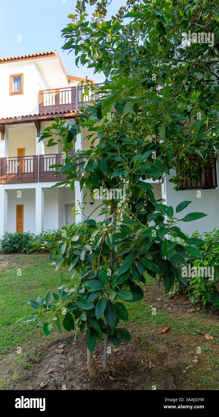 Avocado tree with ripe fruits grows in courtyard of Mediterranean style ...
