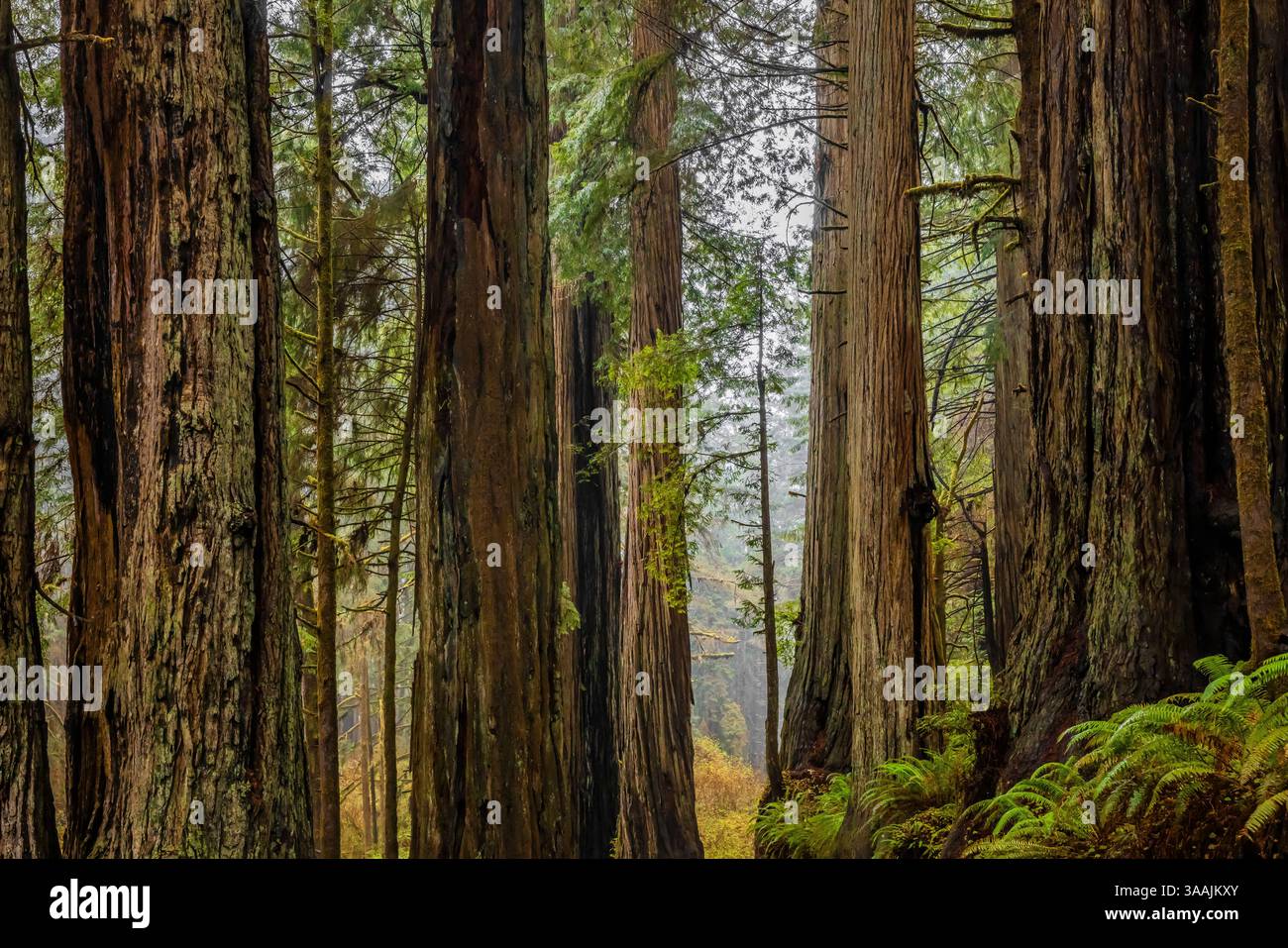 Coast Redwood Forest along Howland Hill Road in Jedediah Smith Redwoods ...