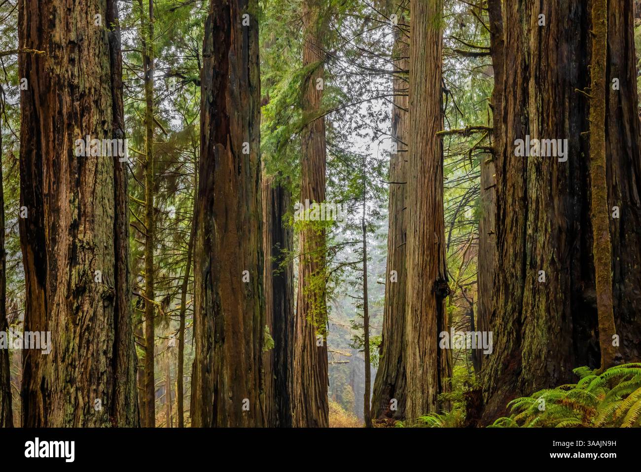 Coast Redwood Forest along Howland Hill Road in Jedediah Smith Redwoods ...