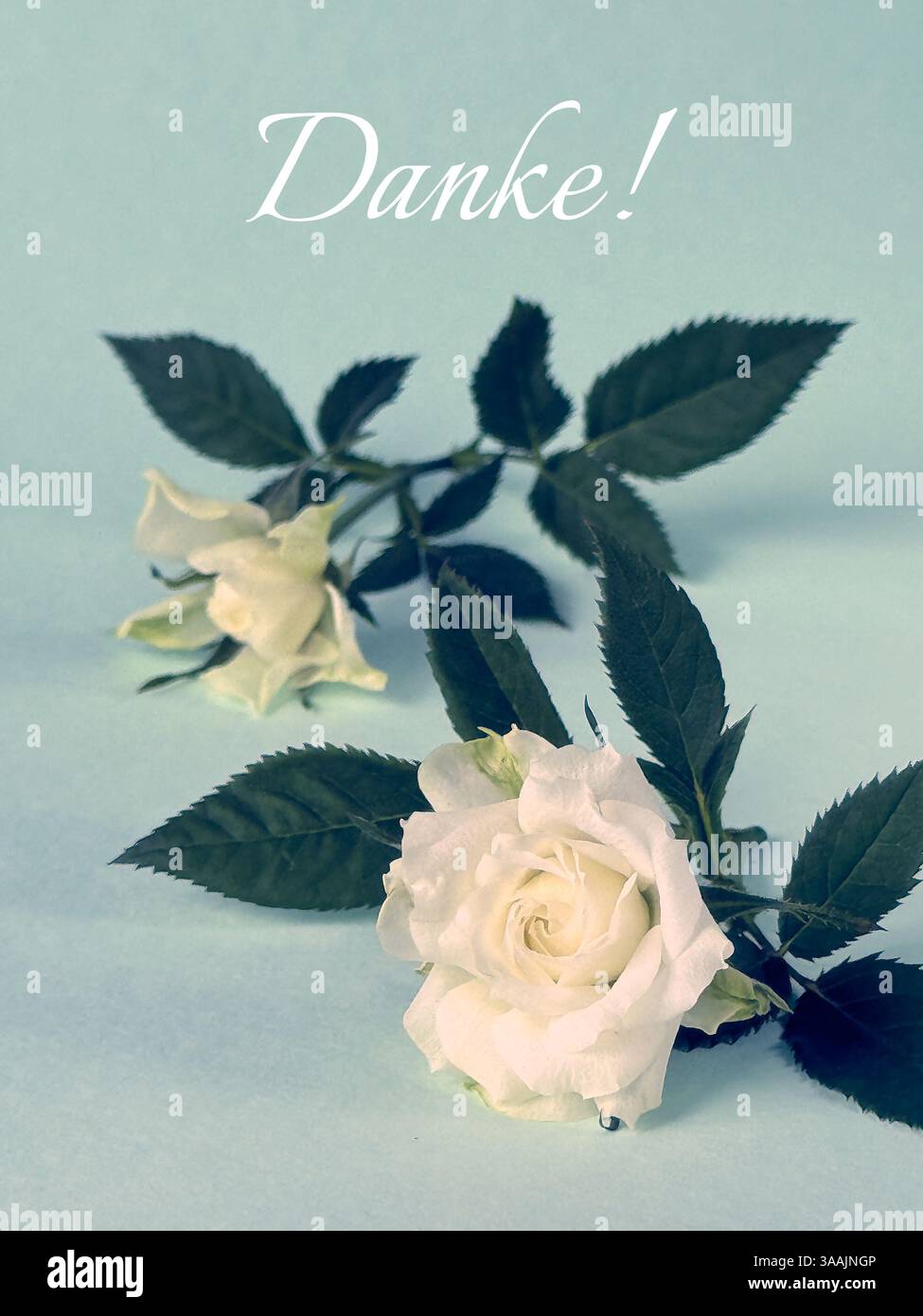 Elegant white roses with green leaves on a light blue background with ...