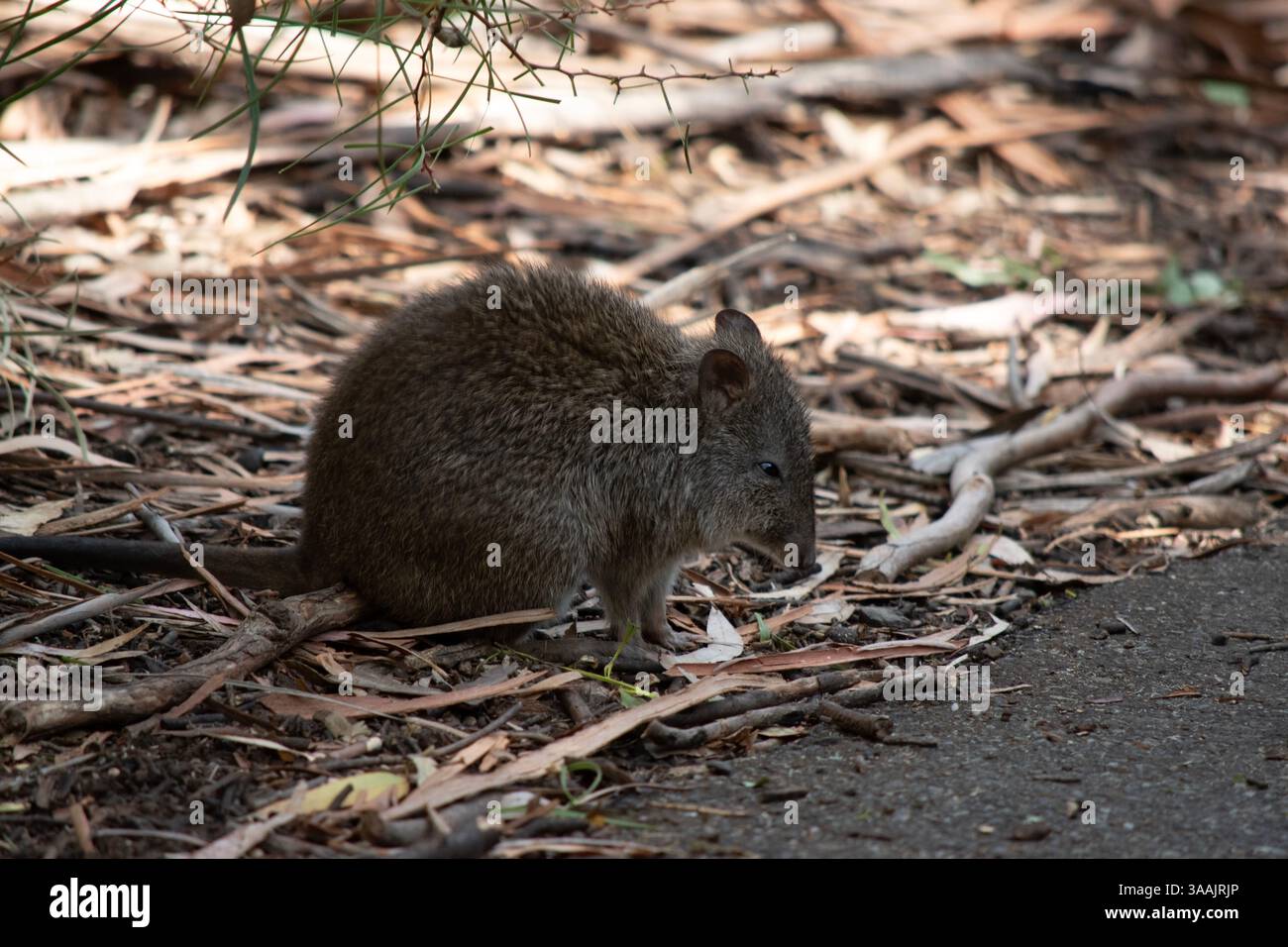 The Long-nosed Potoroos have a brown to grey upper body and paler ...