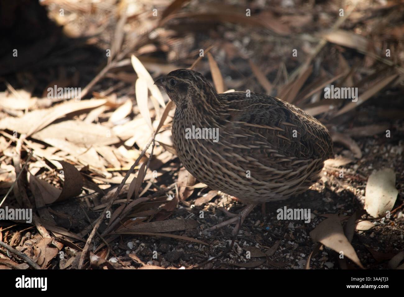 The quails upperparts are brown, streaked and striped with beige ...