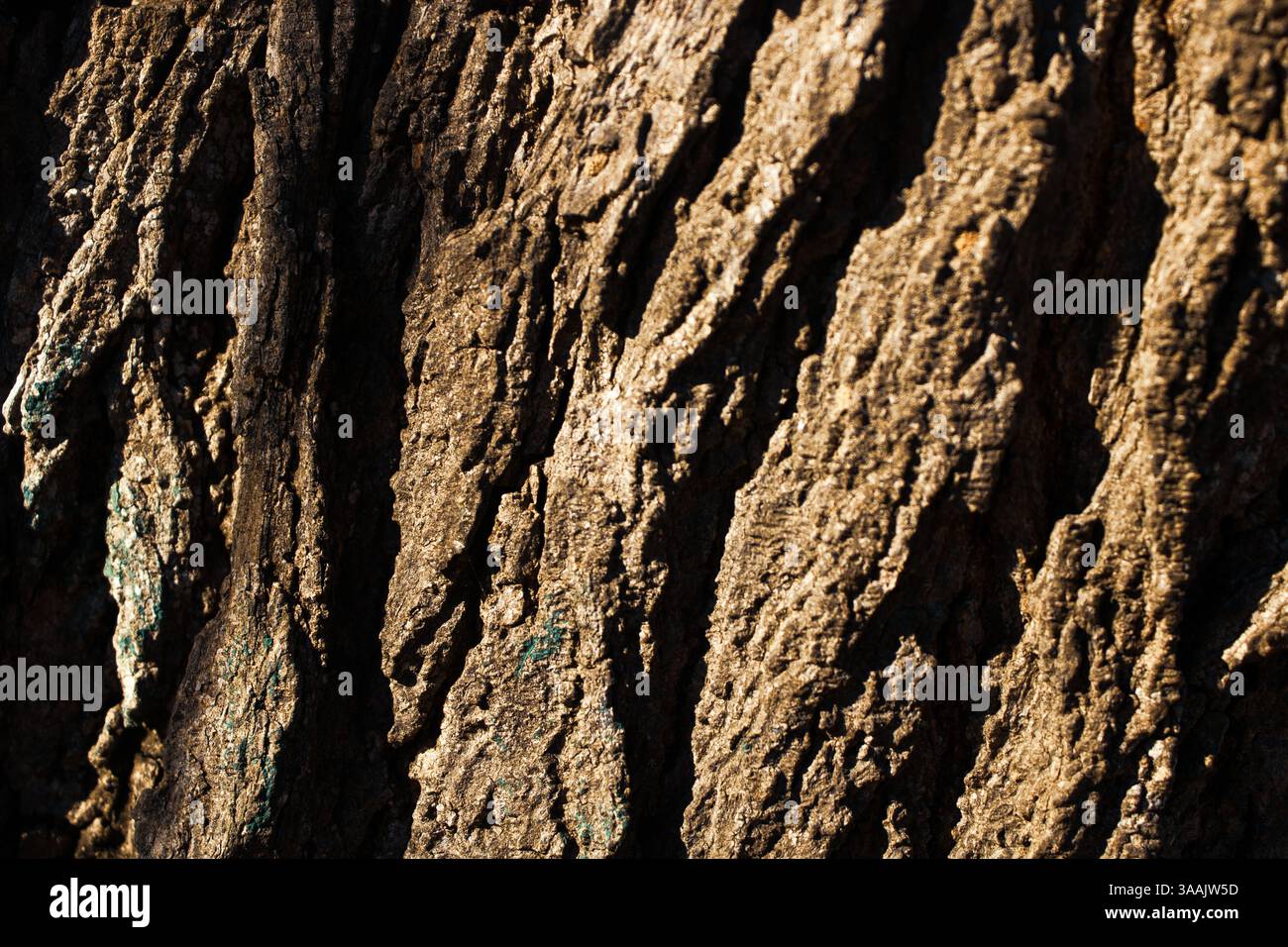 Rough bark contrasting hi-res stock photography and images - Alamy