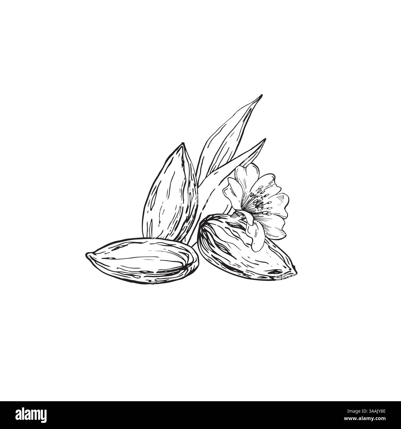 Almond vector illustration hand drawn with ink Stock Vector Image & Art ...